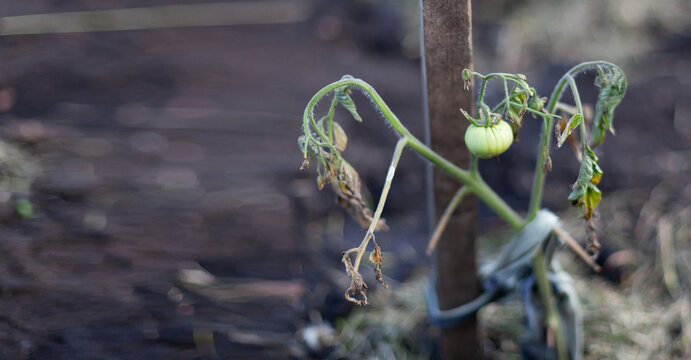 Under-Ripe Images – Browse 13 Stock Photos, Vectors, and Video | Adobe ...