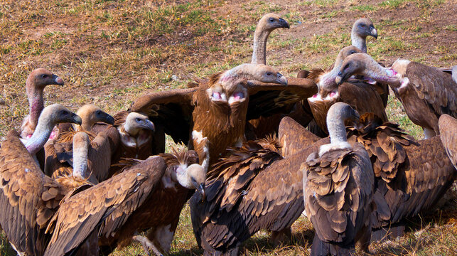 Aasgeier Bilder – Durchsuchen 5,909 Archivfotos, Vektorgrafiken und ...