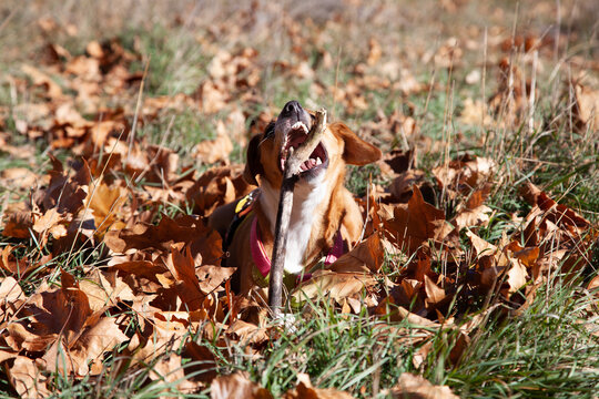 รูปภาพMorder – เลือกดูภาพถ่ายสต็อก เวกเตอร์ และวิดีโอ851 | Adobe Stock