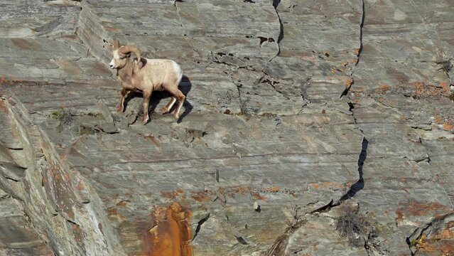 "Bighorn Bilder – Durchsuchen 30,231 Archivfotos, Vektorgrafiken und ...