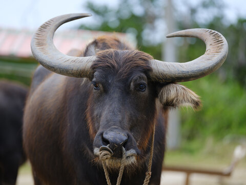 "Water Ox"-Bilder: Stock-Fotos & -Videos. | Adobe Stock