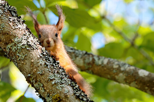 puteli photos, images, assets | Adobe Stock