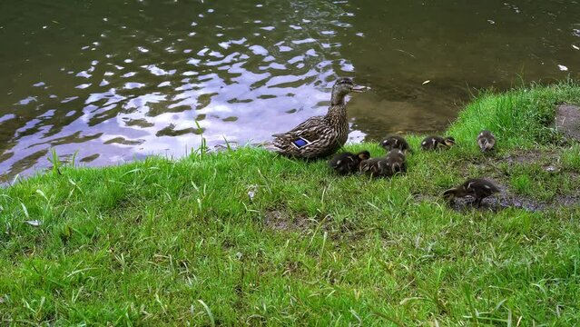 「Watchfully」の写真素材 | 537件の無料イラスト画像 | Adobe Stock