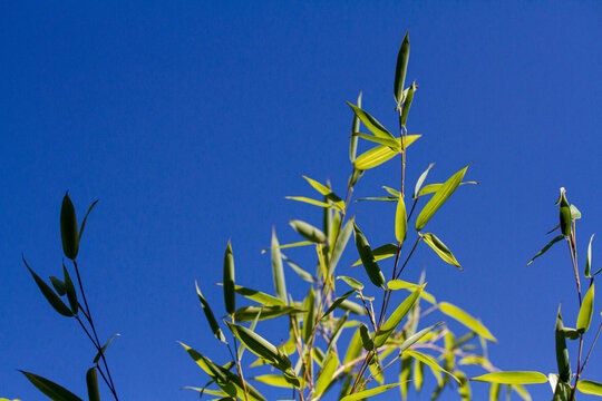 รูปภาพBambo – เลือกดูภาพถ่ายสต็อก เวกเตอร์ และวิดีโอ1,248 | Adobe Stock