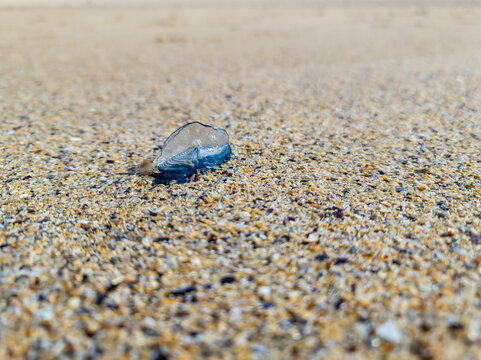 Chondrophore Images – Browse 54 Stock Photos, Vectors, and Video ...