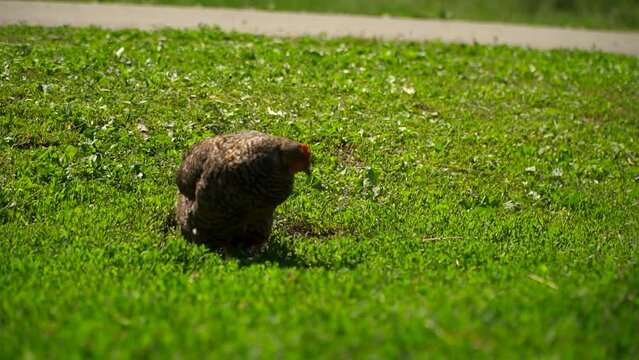 Ruffled Feathers Images – Browse 57,188 Stock Photos, Vectors, and ...