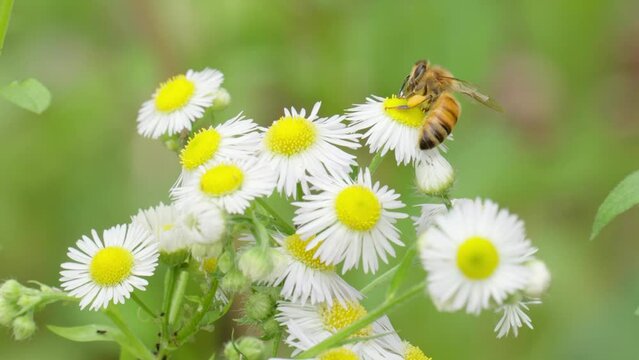 Corbiculae-Bilder: Stock-Fotos & -Videos. | Adobe Stock