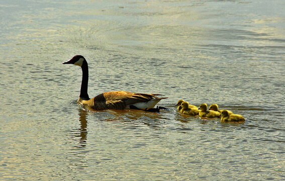 Gooslings Images – Browse 85 Stock Photos, Vectors, and Video | Adobe Stock