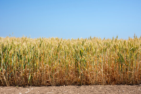 Unharvested Images – Browse 449 Stock Photos, Vectors, and Video ...