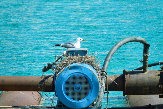 "Seagull Nest" Images – Browse 54 Stock Photos, Vectors, and Video ...