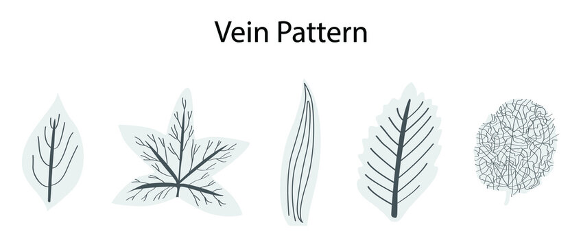 Venation Images – Browse 44,463 Stock Photos, Vectors, and Video ...