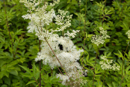 "Filipendula Ulmaria" Images – Browse 5,549 Stock Photos, Vectors, and ...