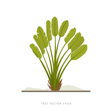 Ravinala Images – Parcourir 2,402 le catalogue de photos, vecteurs et ...