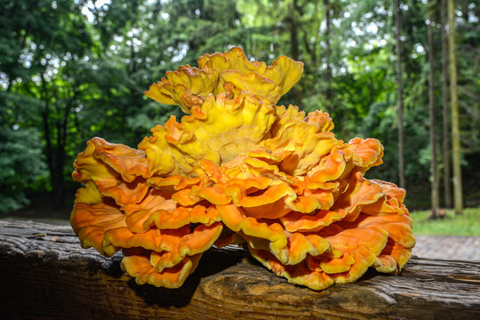 Schamm Bilder – Durchsuchen 10,448 Archivfotos, Vektorgrafiken und ...