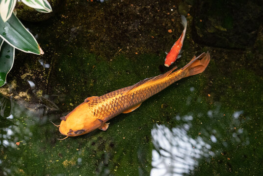 Matsuba Bilder – Durchsuchen 70 Archivfotos, Vektorgrafiken und Videos ...