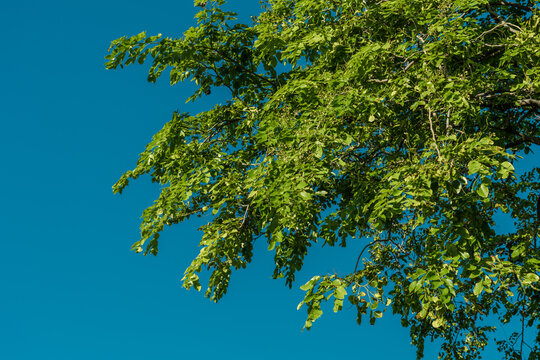 Philippine National Tree Narra