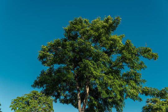 Philippine National Tree Narra