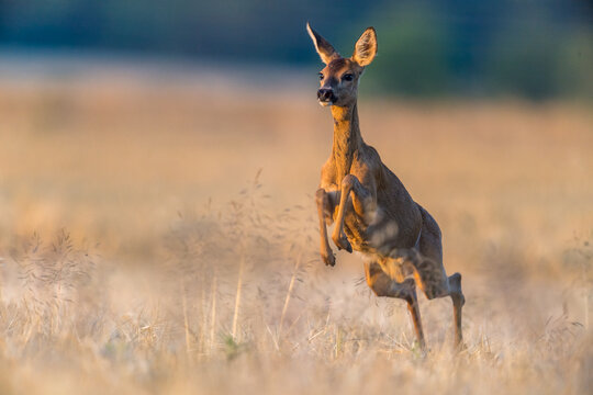 Chevreuils Images – Browse 400 Stock Photos, Vectors, and Video | Adobe ...