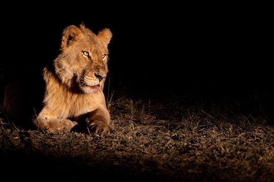 Sub-Adult Images – Browse 764 Stock Photos, Vectors, and Video | Adobe ...