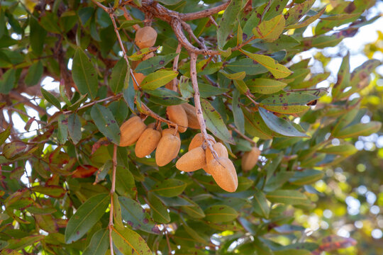 Fructify Bilder – Durchsuchen 586 Archivfotos, Vektorgrafiken und ...