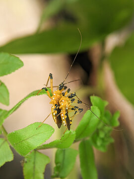 รูปภาพHarpactorinae – เลือกดูภาพถ่ายสต็อก เวกเตอร์ และวิดีโอ81 | Adobe ...
