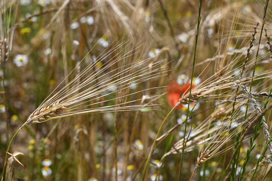 Obrázky Orge – procházejte fotografie, vektory a videa 4,885 | Adobe Stock