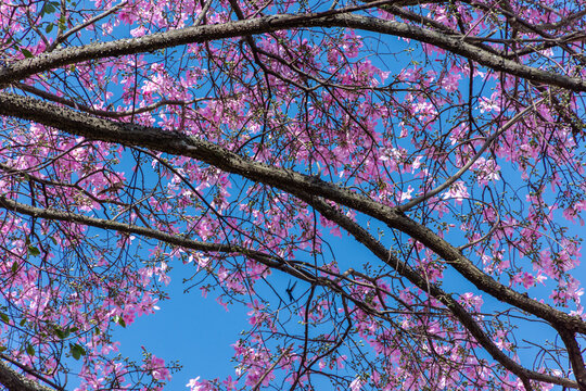 Reingefallen Bilder – Durchsuchen 1,718 Archivfotos, Vektorgrafiken und ...