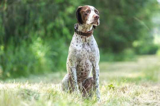 รูปภาพGundog – เลือกดูภาพถ่ายสต็อก เวกเตอร์ และวิดีโอ18,061 | Adobe Stock
