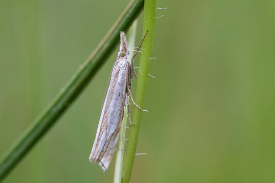 Crambidae bilder – Bläddra bland 1,411 stockfoton, vektorer och videor ...