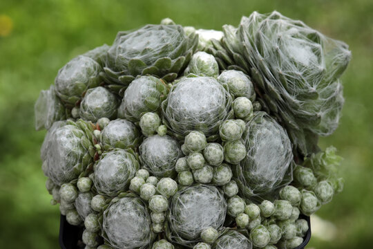 Arachnoide Images – Parcourir 2,499 le catalogue de photos, vecteurs et ...