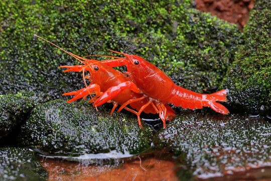 "Rainbow Lobster" Bilder – Durchsuchen 237 Archivfotos, Vektorgrafiken ...