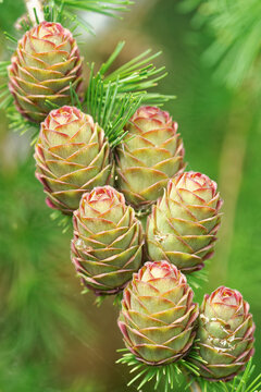 รูปภาพMicrostrobilus – เลือกดูภาพถ่ายสต็อก เวกเตอร์ และวิดีโอ208 ...