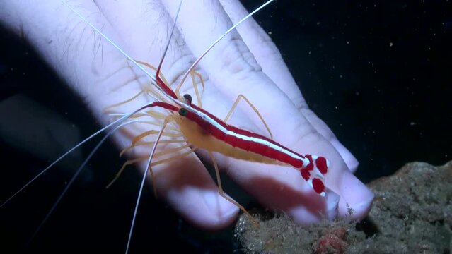 Pacific Cleaner Shrimp Drawing