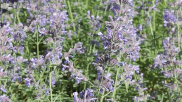 Fassen Images – Browse 703 Stock Photos, Vectors, and Video | Adobe Stock