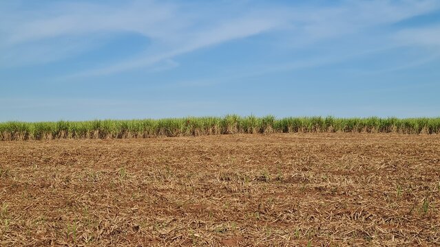 Canavial Images – Browse 508 Stock Photos, Vectors, and Video | Adobe Stock