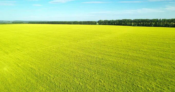"Mustard Field" Immagini - Sfoglia 1,305 foto, vettoriali e video Stock ...