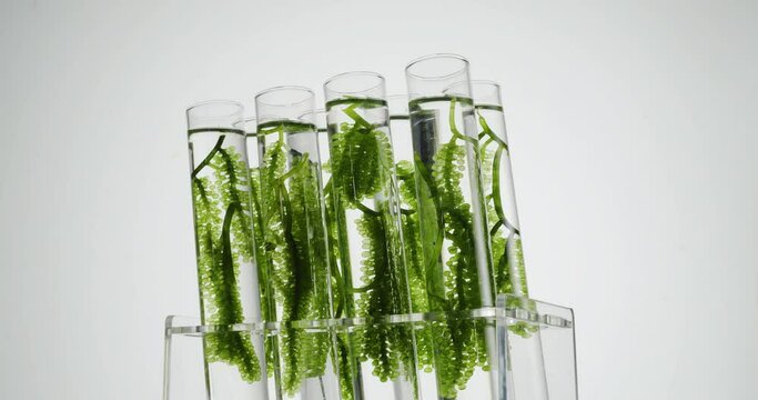 Ararusip Images – Browse 35 Stock Photos, Vectors, and Video | Adobe Stock