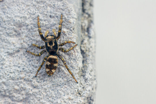 Skakun Images – Browse 37 Stock Photos, Vectors, and Video | Adobe Stock