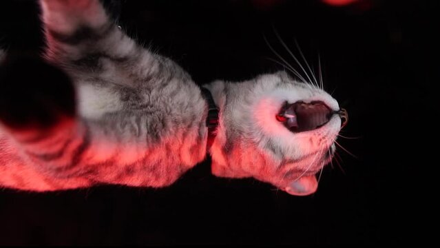 Goody-Goody Images – Browse 137 Stock Photos, Vectors, and Video ...