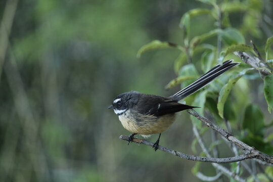 "New Zealand Fantail" Images – Browse 294 Stock Photos, Vectors, and ...