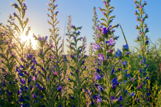 Blue(Bruise) Bilder – Durchsuchen 4,226 Archivfotos, Vektorgrafiken und ...