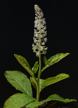 รูปภาพScoke – เลือกดูภาพถ่ายสต็อก เวกเตอร์ และวิดีโอ2,641 | Adobe Stock