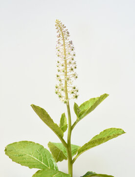 Scoke Bilder – Durchsuchen 2,872 Archivfotos, Vektorgrafiken und Videos ...