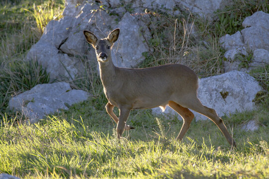 「Corzo」の画像 - 605 件の Stock 写真、ベクターおよびビデオ | Adobe Stock
