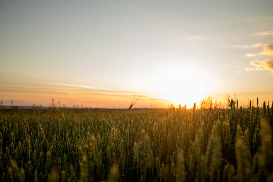Weichweizen Bilder – Durchsuchen 41,400 Archivfotos, Vektorgrafiken und ...