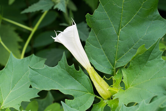 รูปภาพToloache – เลือกดูภาพถ่ายสต็อก เวกเตอร์ และวิดีโอ300 | Adobe Stock