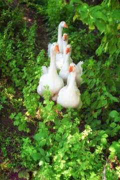 Waddling Images – Browse 7,382 Stock Photos, Vectors, and Video | Adobe ...