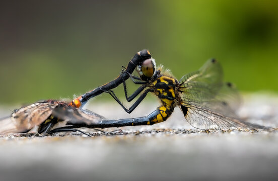 Accouplement Images – Browse 1,486 Stock Photos, Vectors, and Video ...