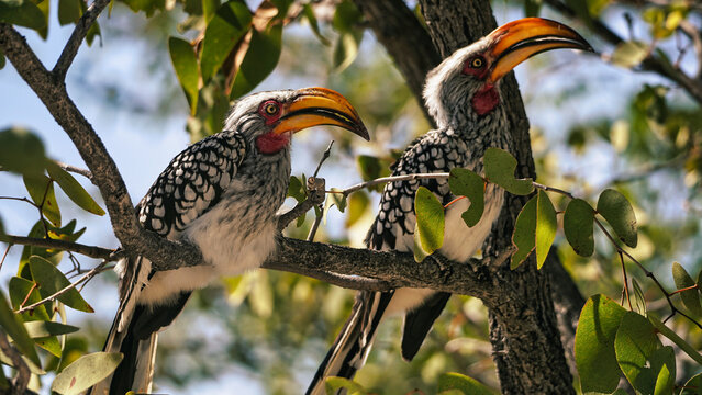 Tokan 影像 – 瀏覽 113 個素材庫相片、向量圖和影片 | Adobe Stock