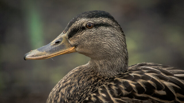 "Duck Bill" Bilder – Durchsuchen 443 Archivfotos, Vektorgrafiken und ...
